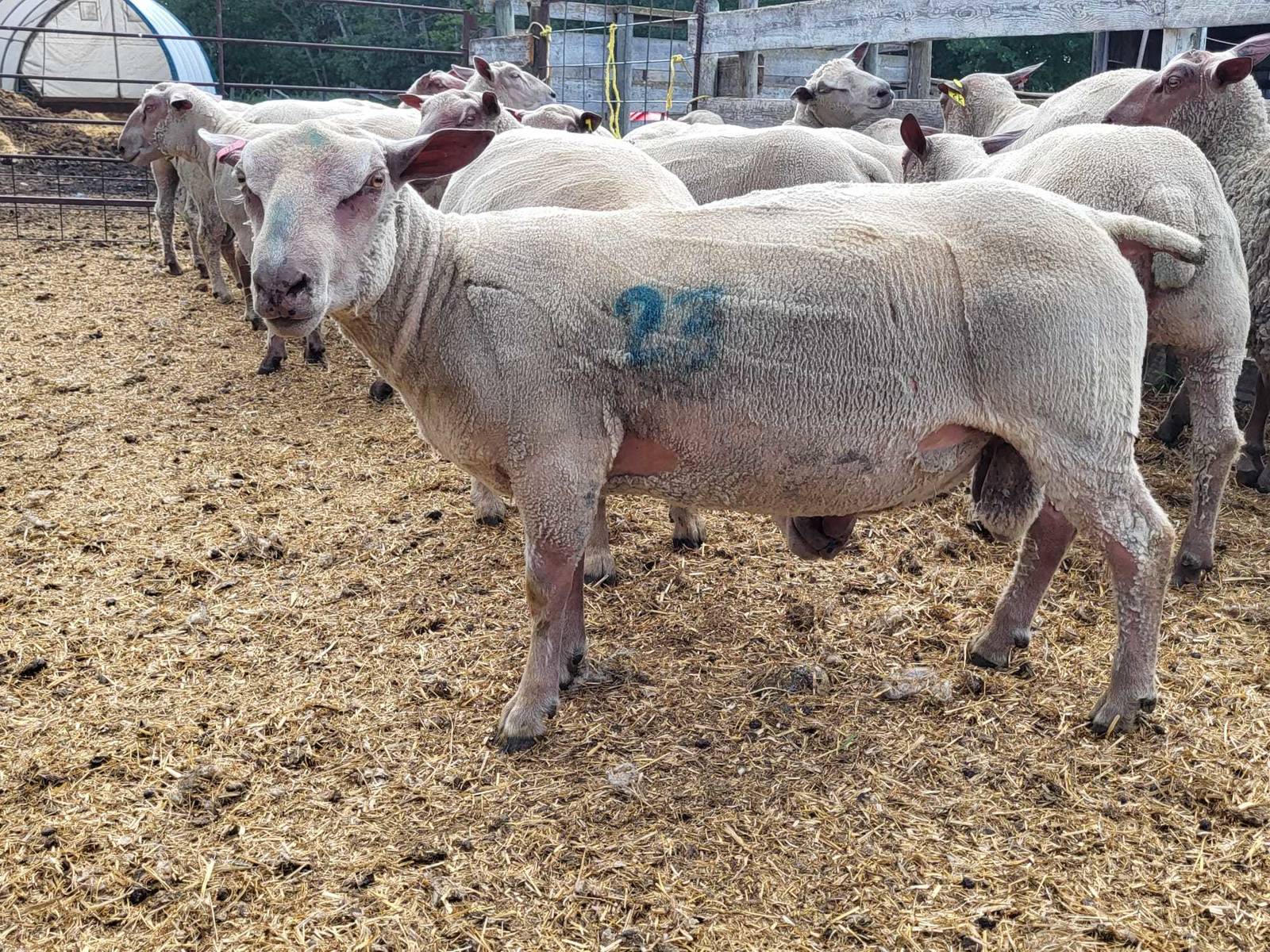 Sires- FieldStone Ovine