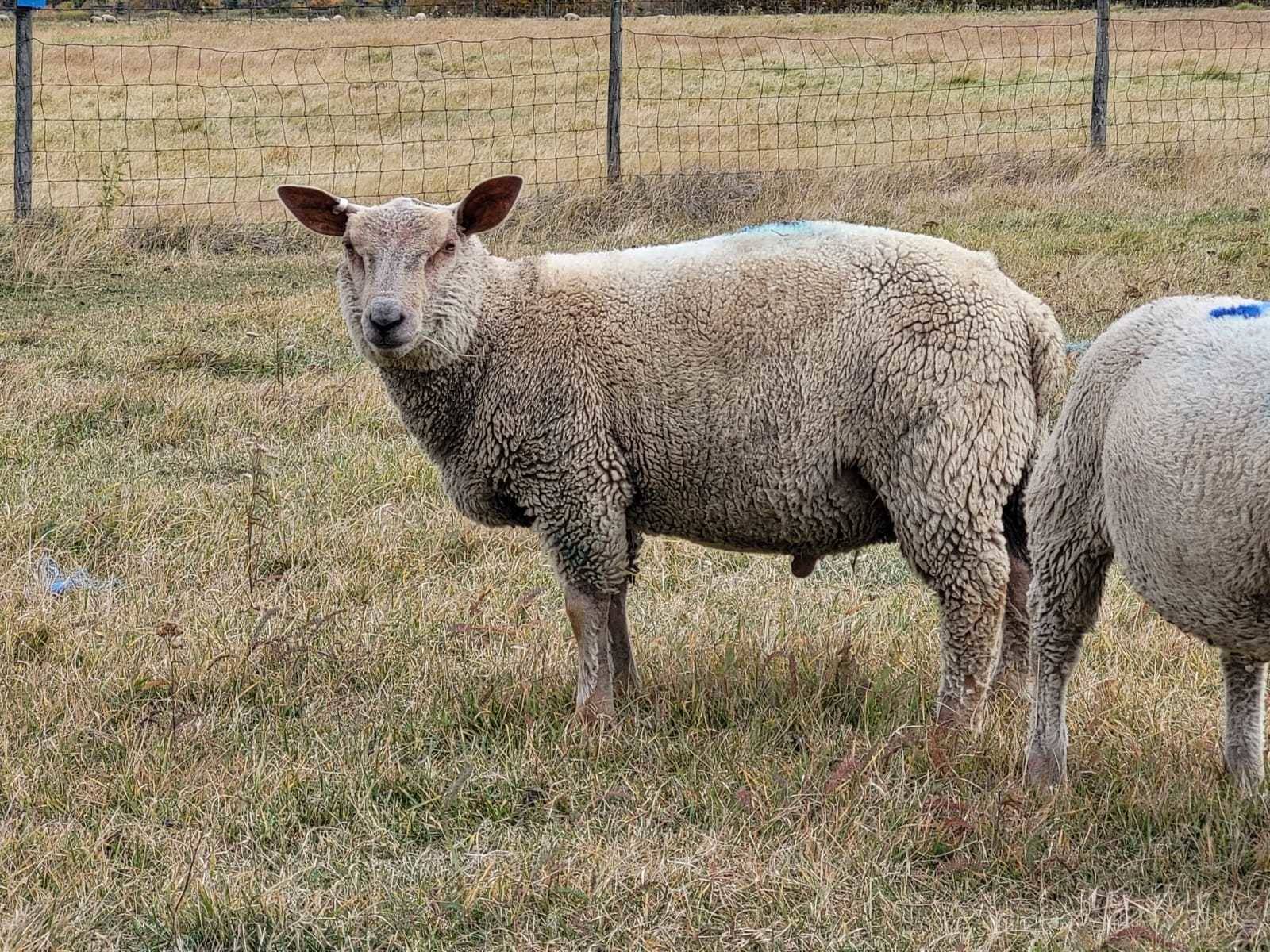 Sires- FieldStone Ovine
