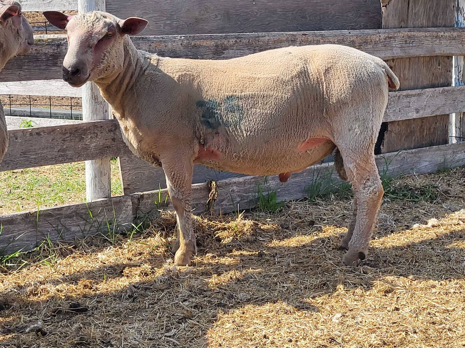 Sires- FieldStone Ovine