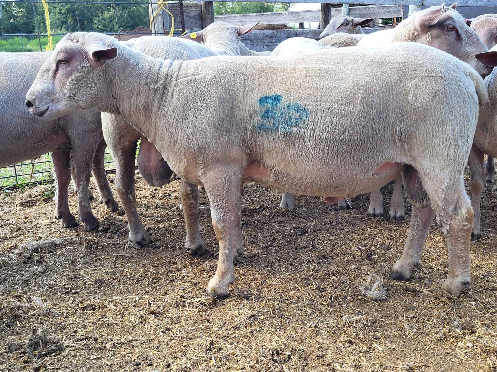 Sires- FieldStone Ovine