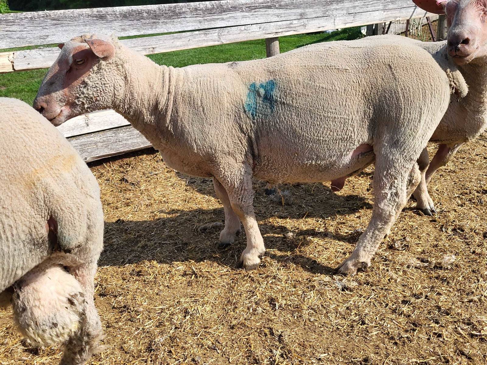 Sires- FieldStone Ovine