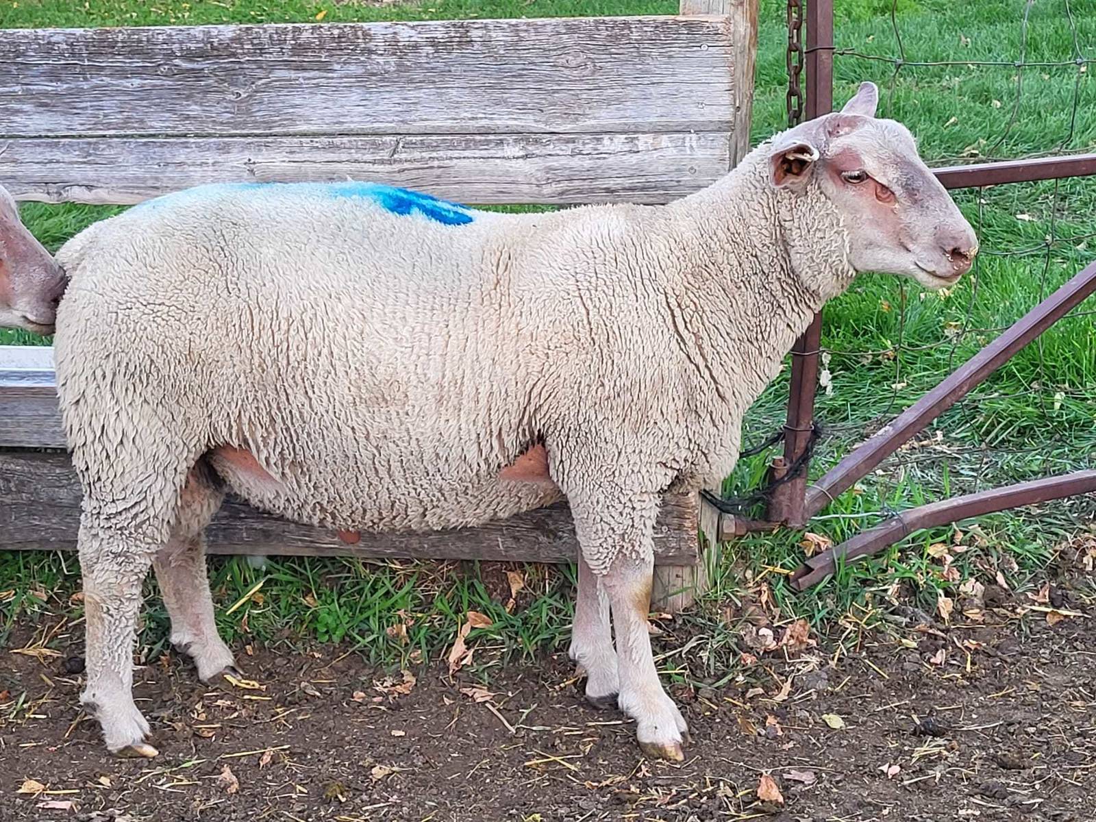 Sires- FieldStone Ovine